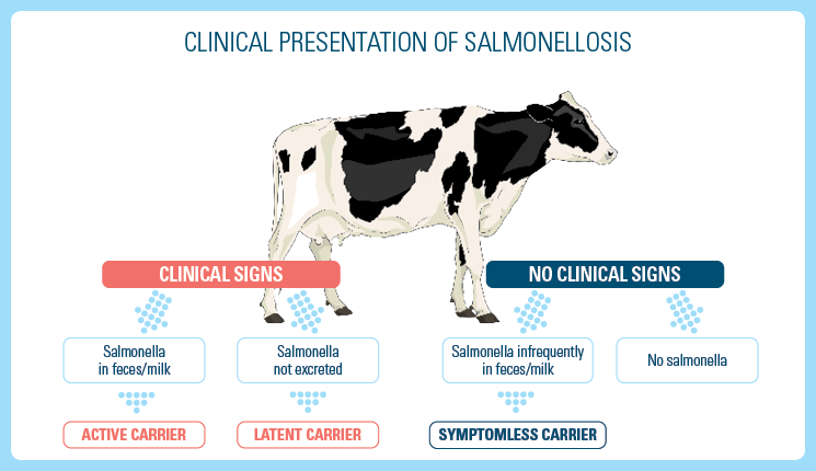 MSD | Salmonellosis