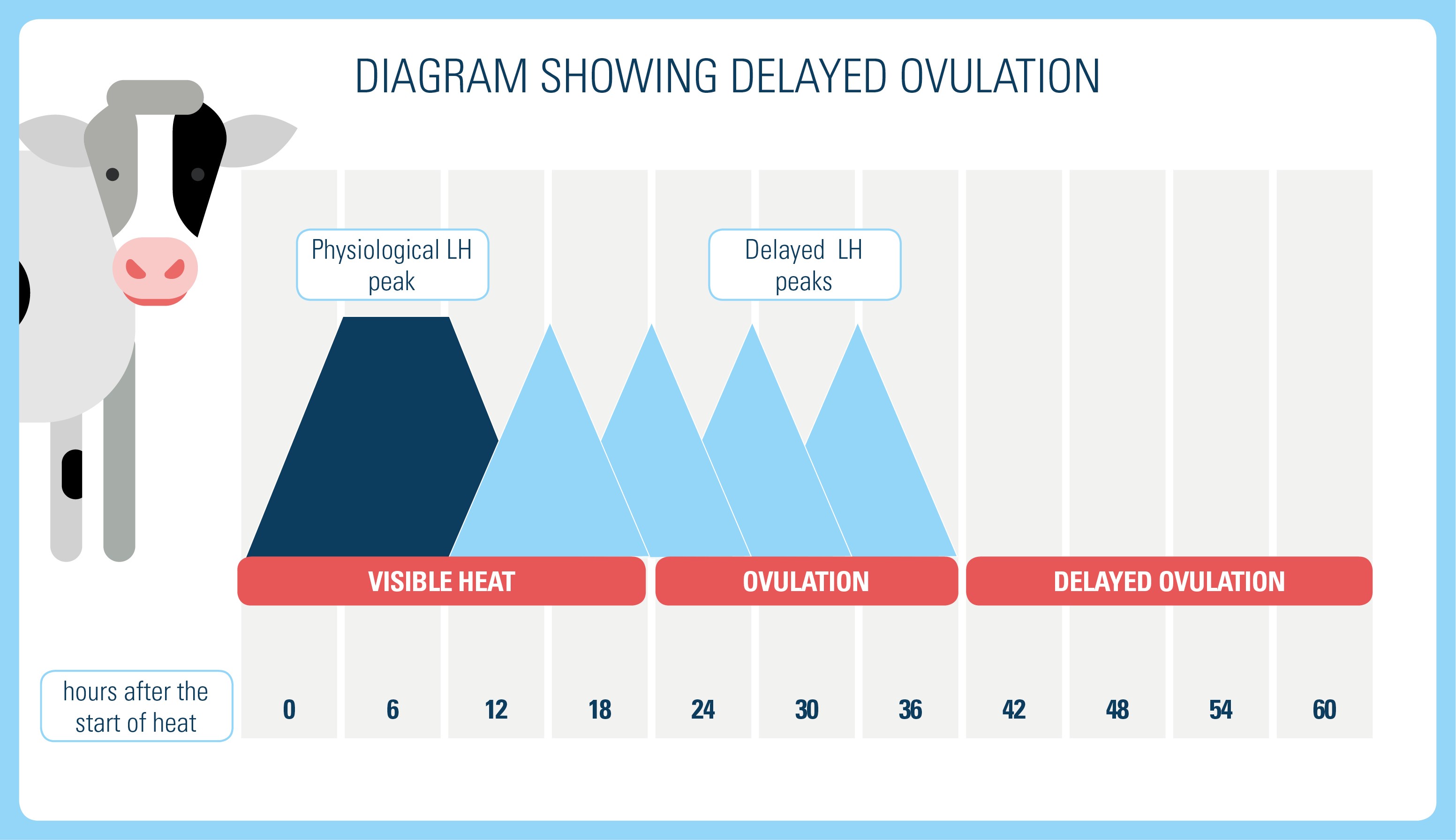 Delayed Ovulation in Cattle